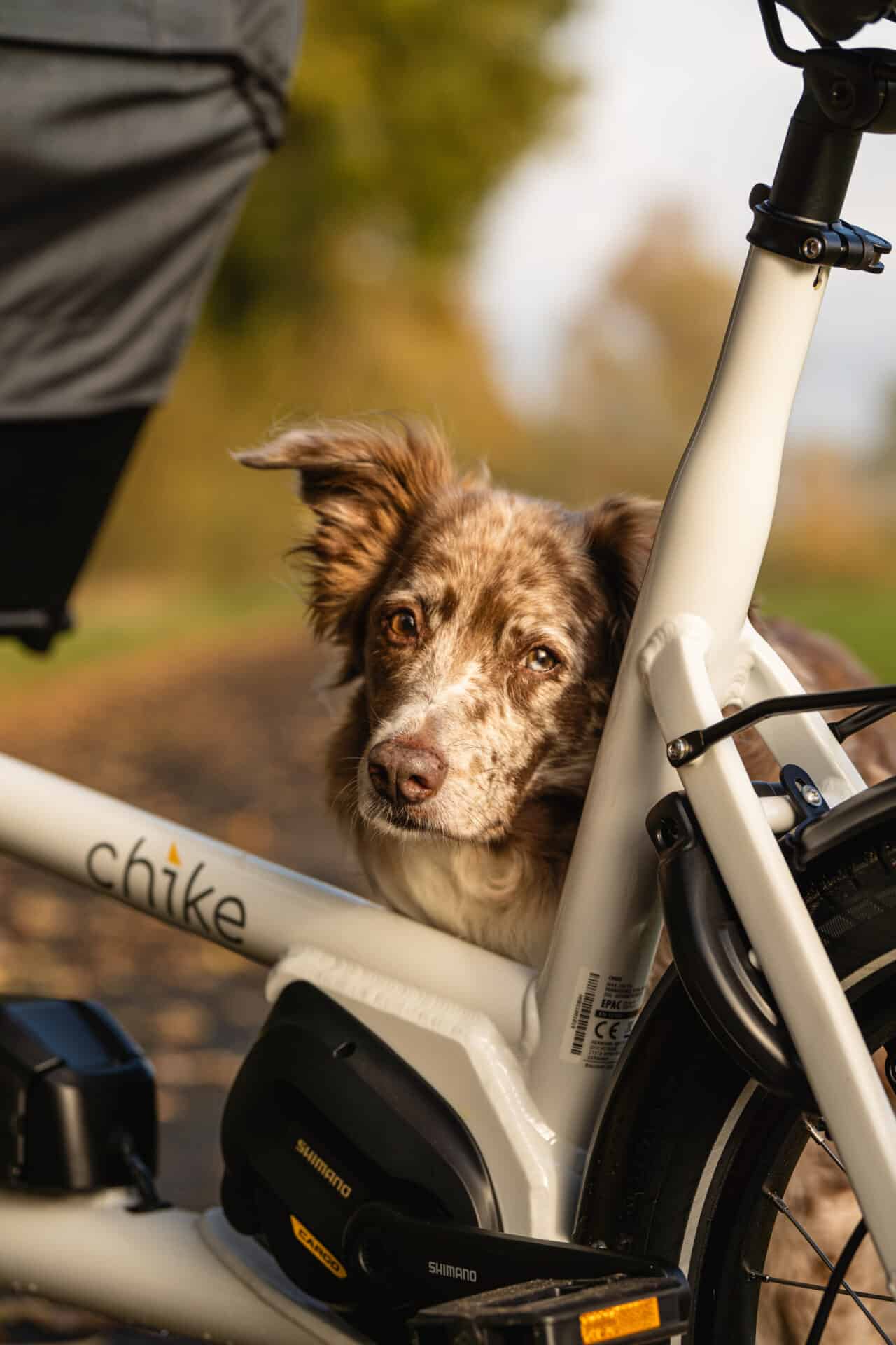 CHIKE E-Dog - Das Cargobike für Deinen Hund und Dich.